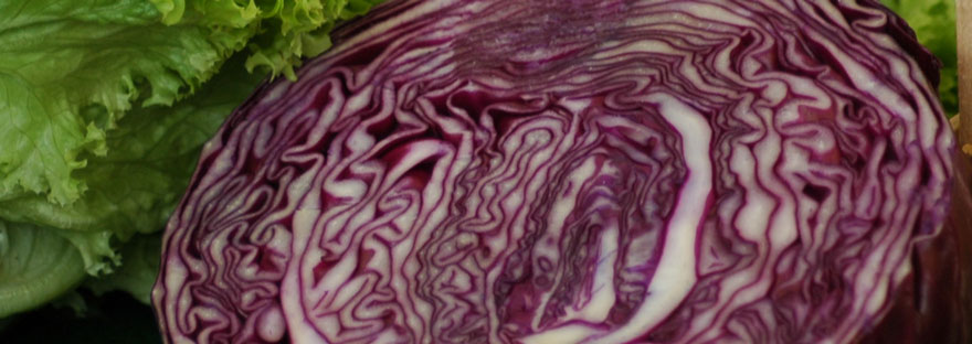 Color-Changing Cabbage Experiment – A Dash of Science