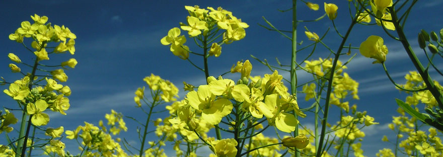 What is Canola oil? – A Dash of Science