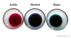 Color-Changing Cabbage Experiment – A Dash of Science